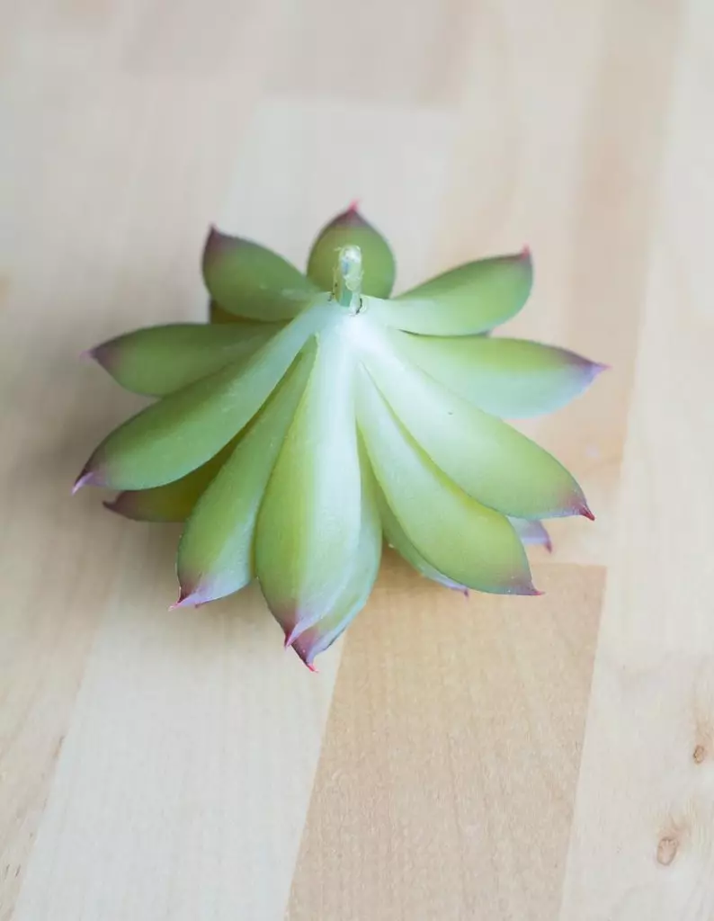 Ahşap succulents için bir saksı nasıl yapılır 3653_6