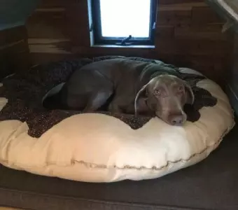 We sew a donut bed for a dog 413_30