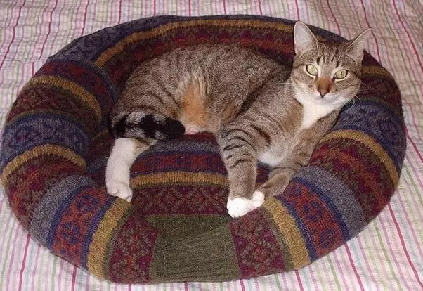 오래 된 스웨터에서 고양이를위한 렌싱 464_1