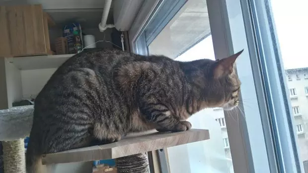 Πολύ υψηλή και ανθεκτική γάτα για γάτες