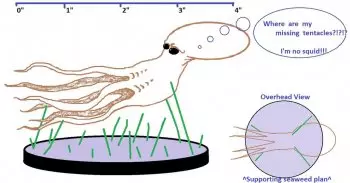 Nigute ushobora gukora octopu yunvikana 7475_8