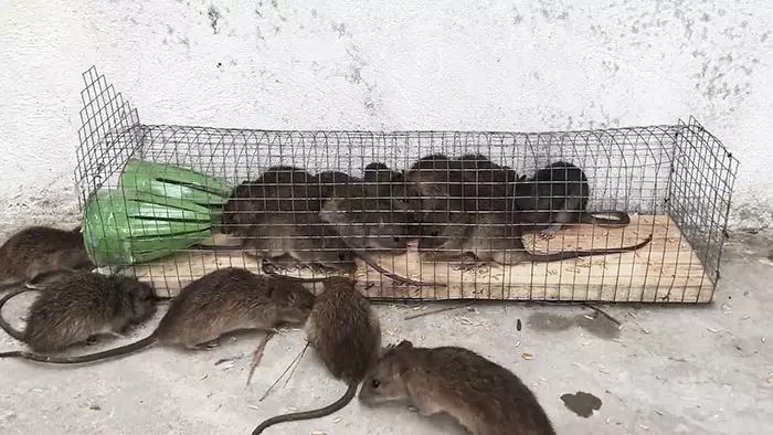 लहान rodents साठी साध्या सापळा 977_8