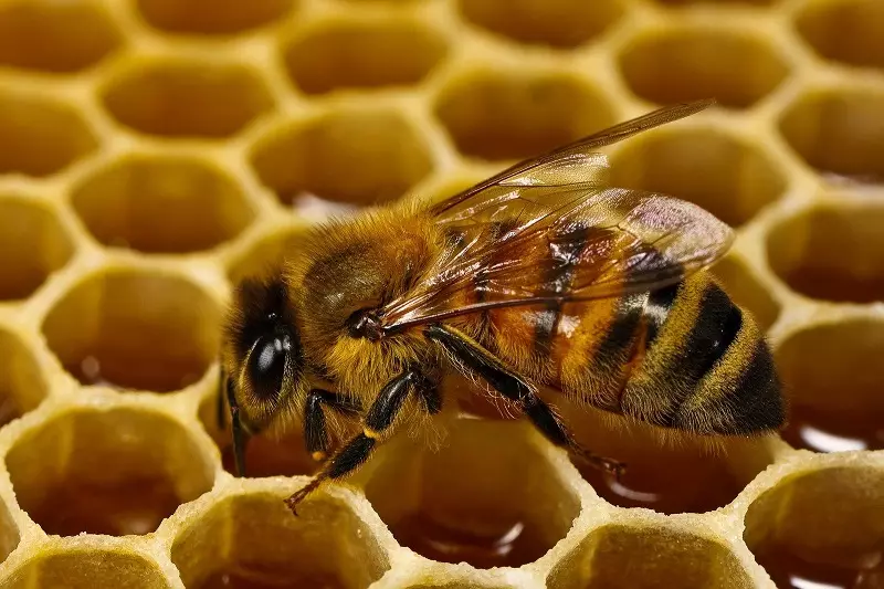 8 dolog, ami fog történni a test, ha van méz minden nap!